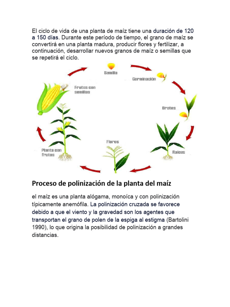 El Ciclo de Vida de Una Planta de Maíz Tiene Una | PDF
