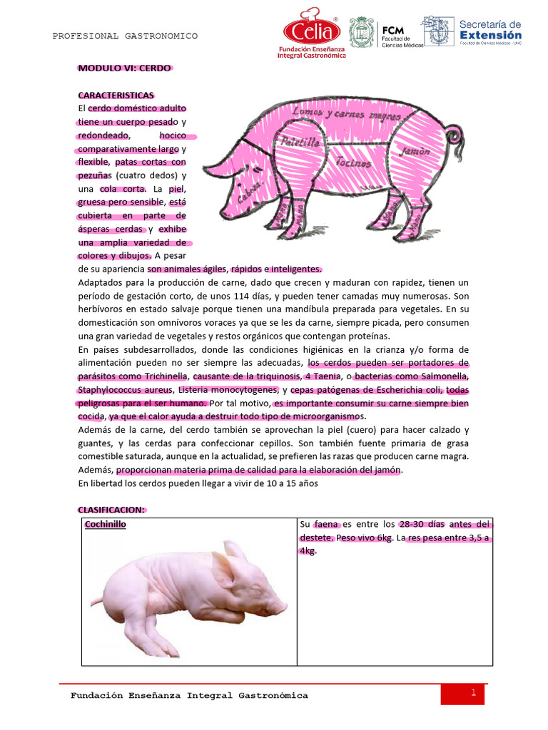 Características y Cortes del Cerdo | PDF | Carne | Comida y bebida