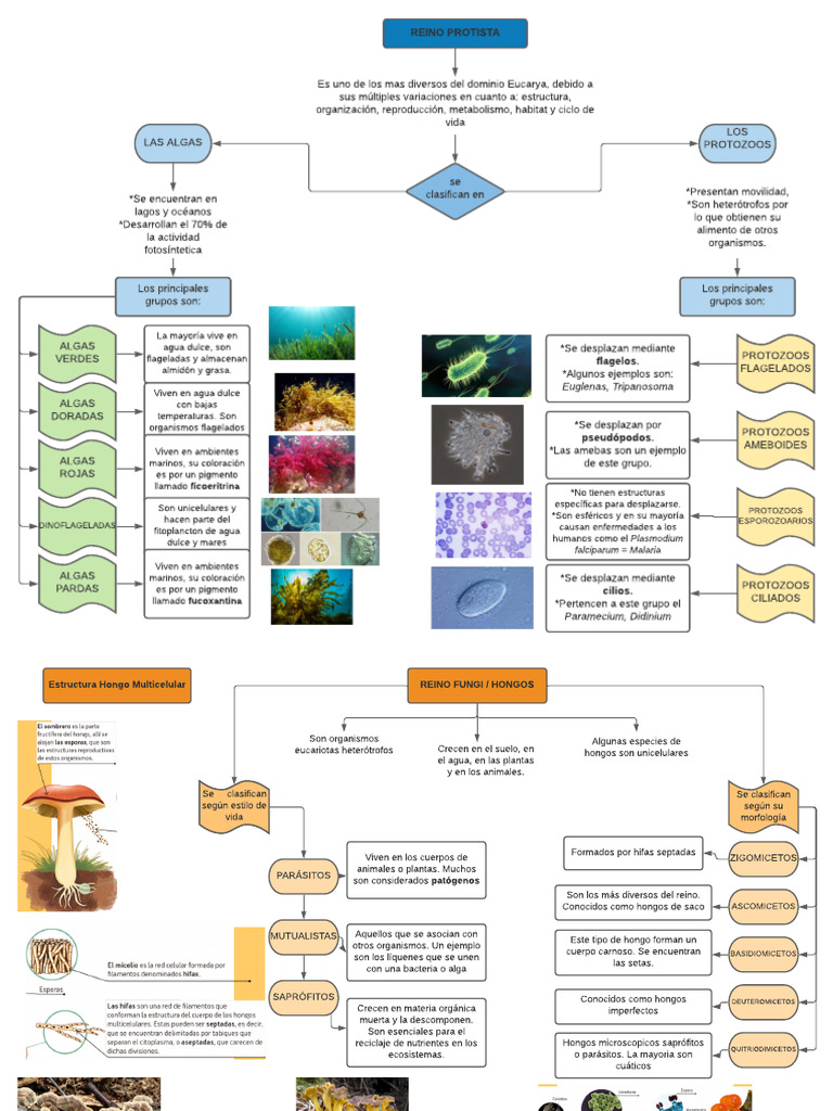 Mapas Reino Protista y Hongo | PDF | Hongo | Algas