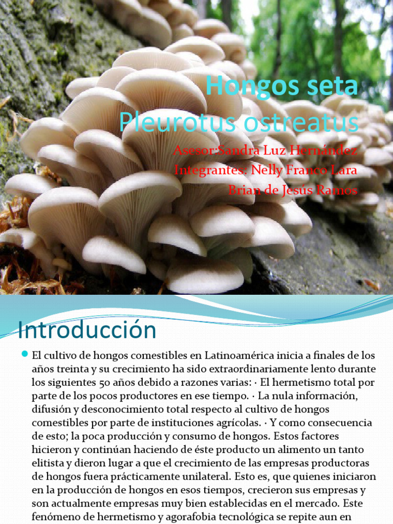 Hongos Seta | PDF | Seta | Agricultura