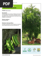 Mangle Blanco | PDF | Mangle | Arboles