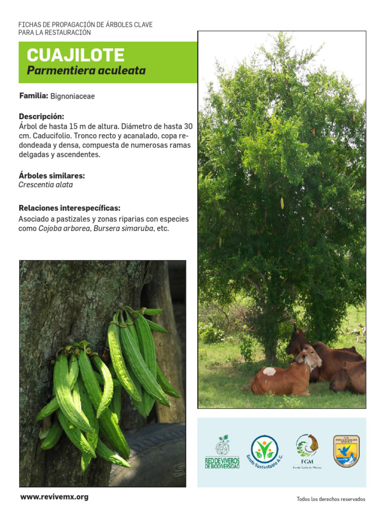 FichaPropagacion F4 Parmentiera Aculeata Cuajilote | PDF | Semilla ...