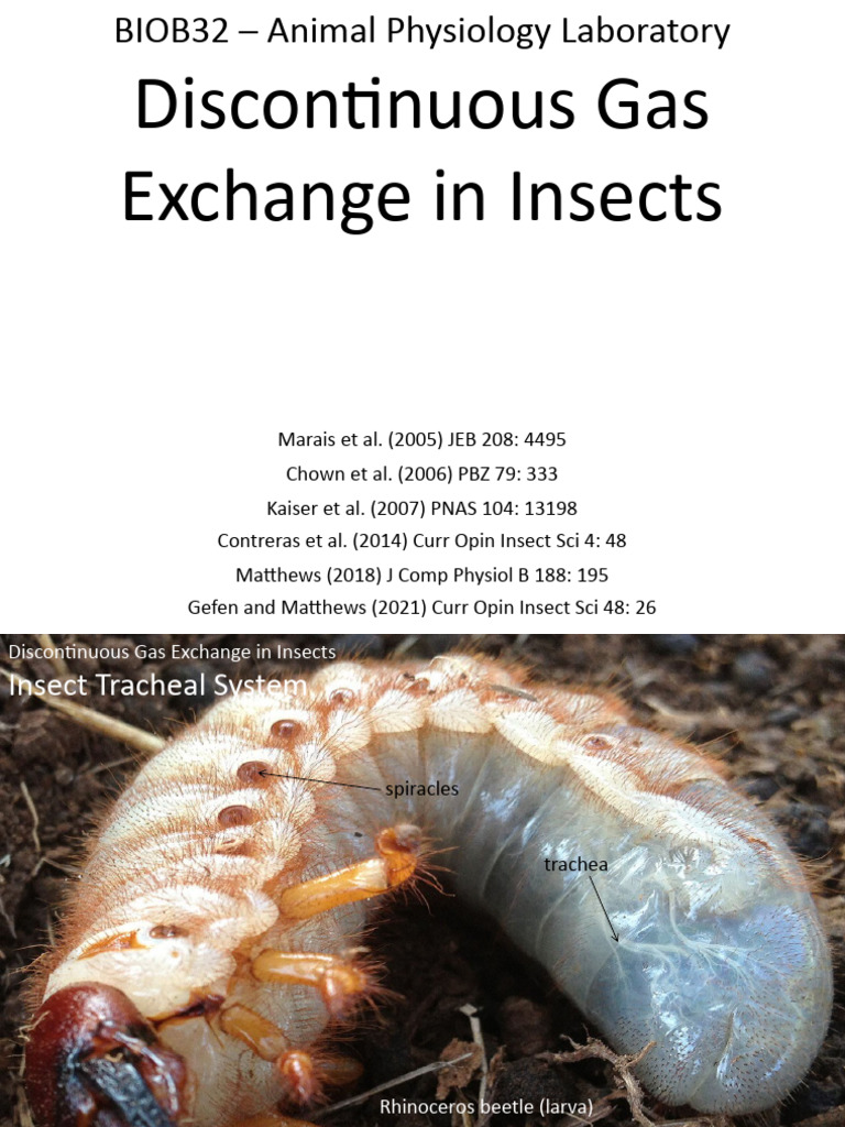 3 - Discontinuous Gas Exchange in Insects | PDF | Insects | Physiology