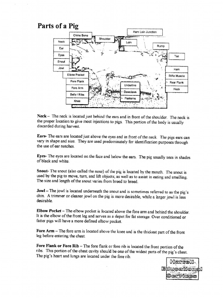 Parts of Pig | PDF