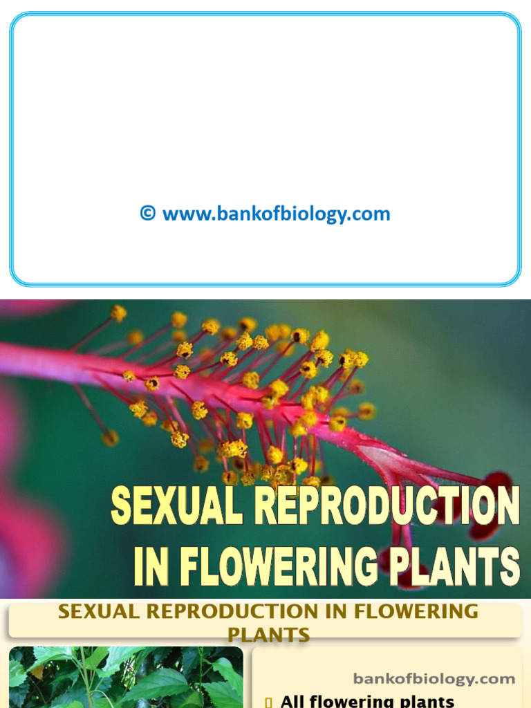 2 Sexual Reproduction in Flowering Plants - PPSX | PDF | Pollen | Flowers