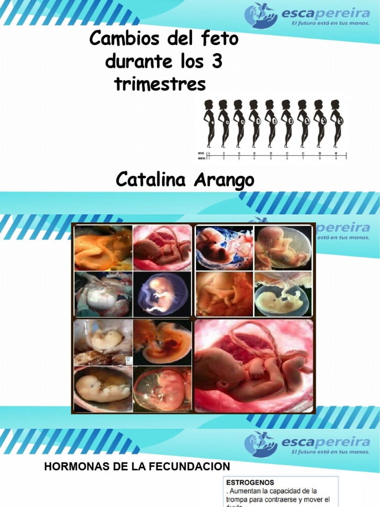 Trimestres Feto | Descargar gratis PDF | Feto | Epitelio