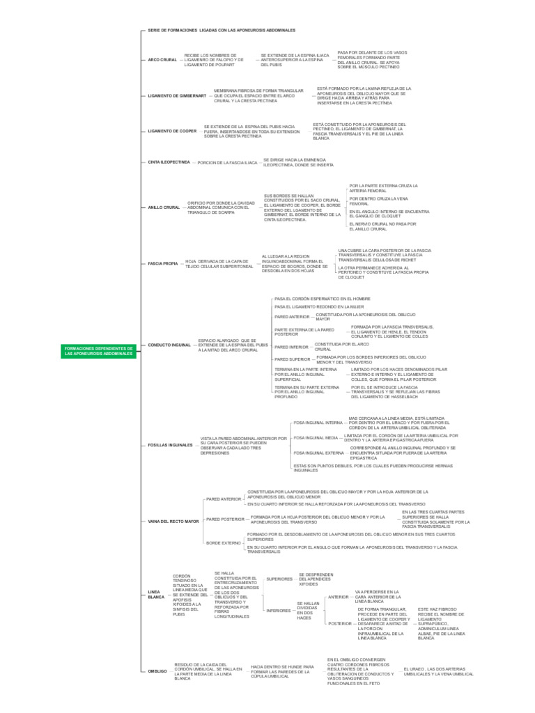 Formaciones de las Aponeurosis Abdominales | PDF | Abdomen | Anatomía