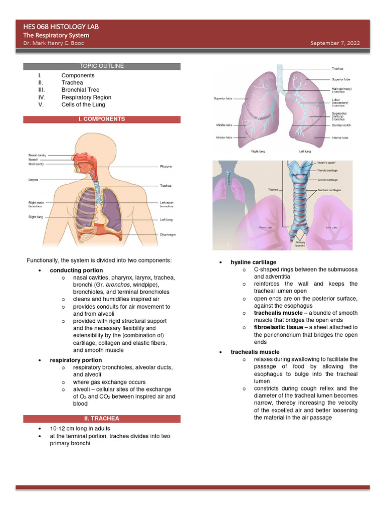 HES068 Lab Respiratory System | PDF | Respiratory Tract | Lung