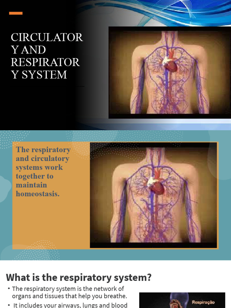 Respiratory System | PDF | Respiratory Tract | Respiratory System