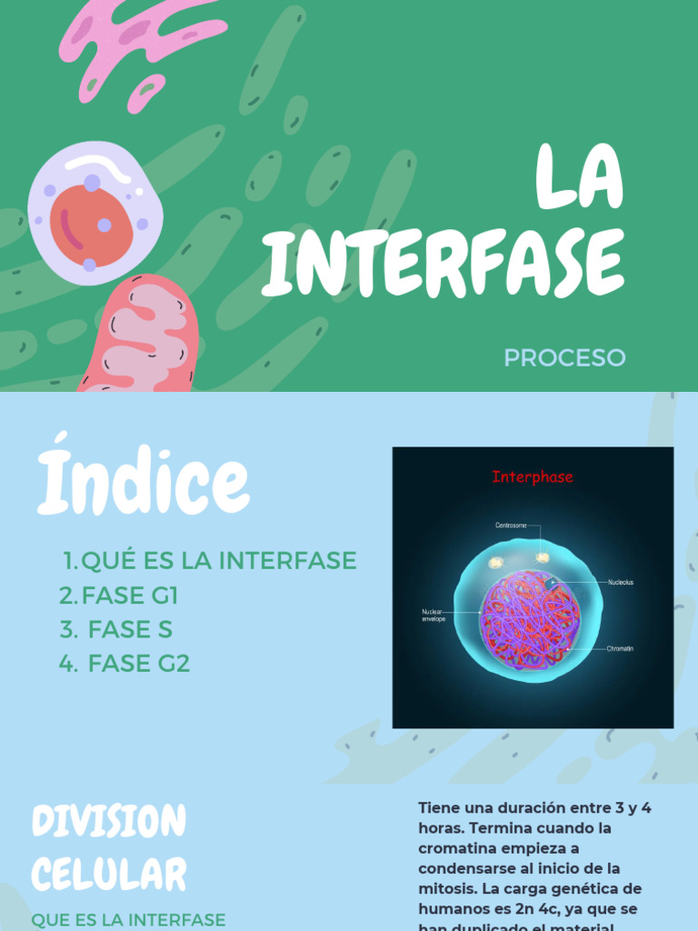 Interfase | PDF | Ciclo celular | Mitosis
