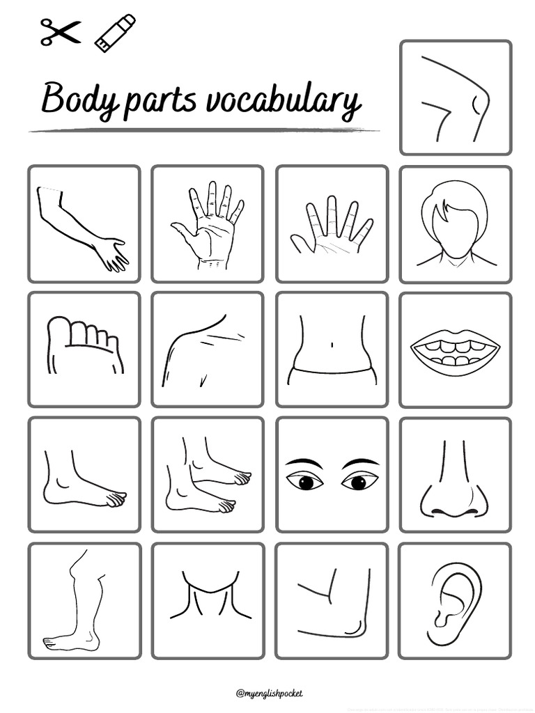 Body Parts Vocabulary Worksheet | PDF