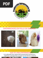 Cuidados y tratamientos para pollos enfermos | PDF | Pollo | Aves