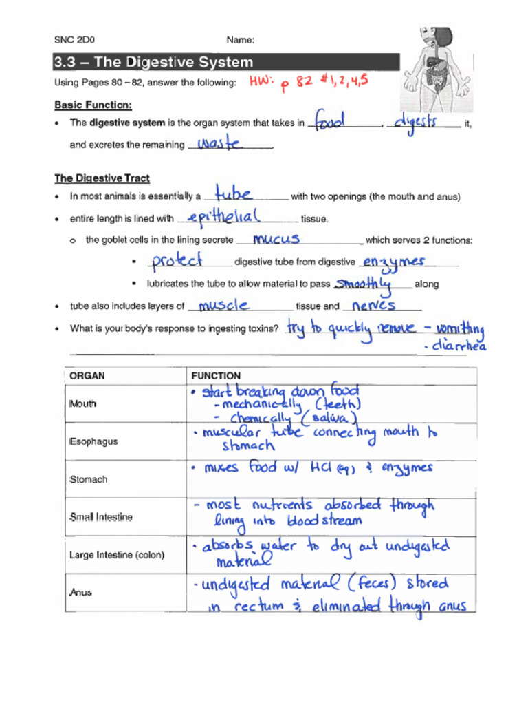 3.3 The Digestive System (Answers) | PDF