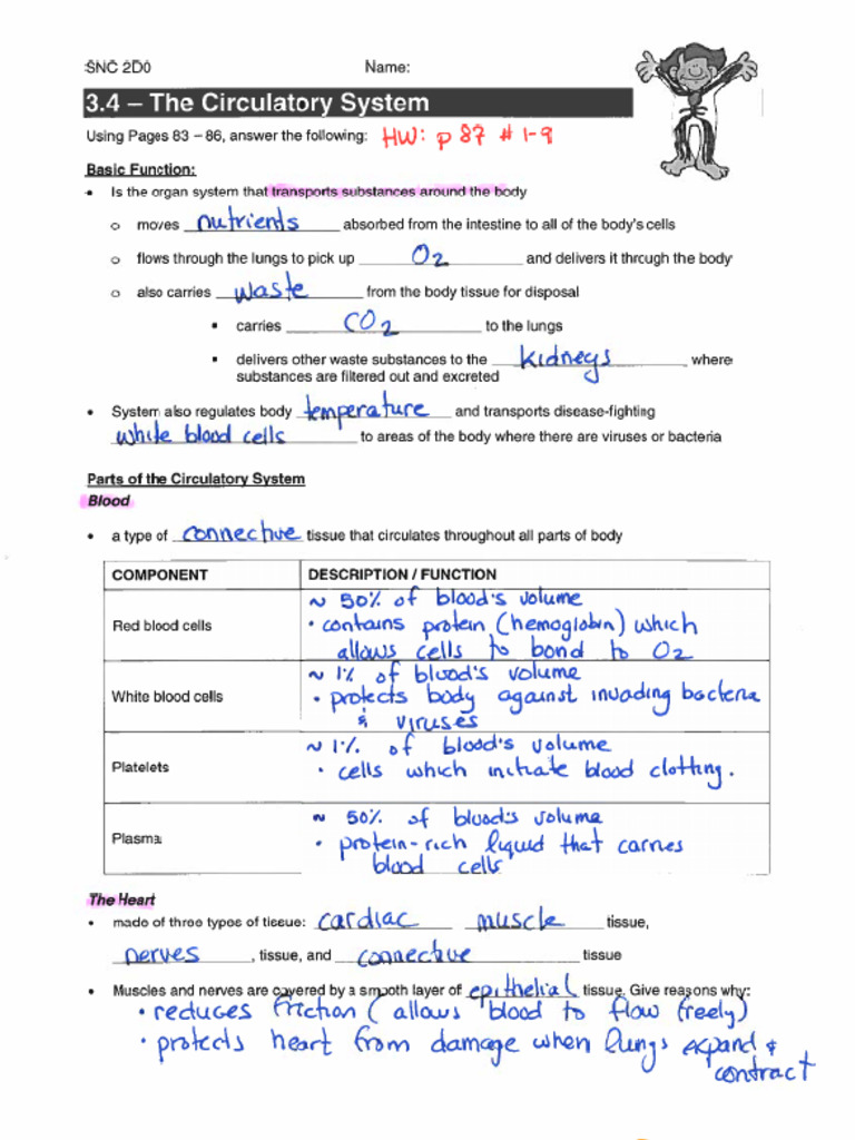3.4 The Circulatory System (Answers) | PDF