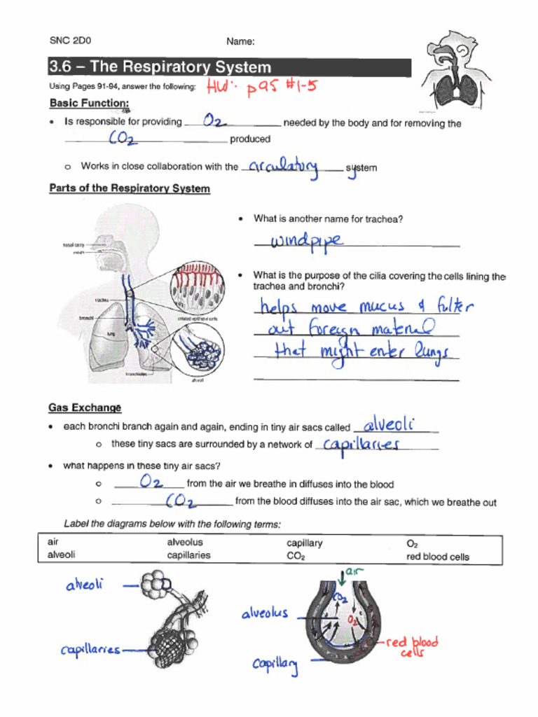 3.6 The Respiratory System (Answers) | PDF