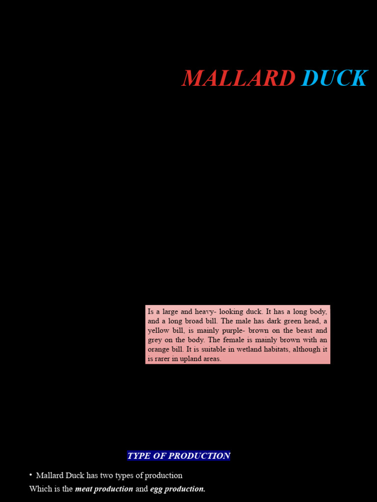 A - Mallard Duck | PDF | Ventilation (Architecture) | Infection