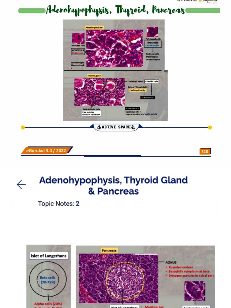 Adenohypophysis Thyroid Gland Pancrease | PDF
