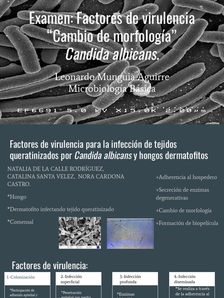presentacion candida albicans | PDF | Endotelio | Especialidades Medicas