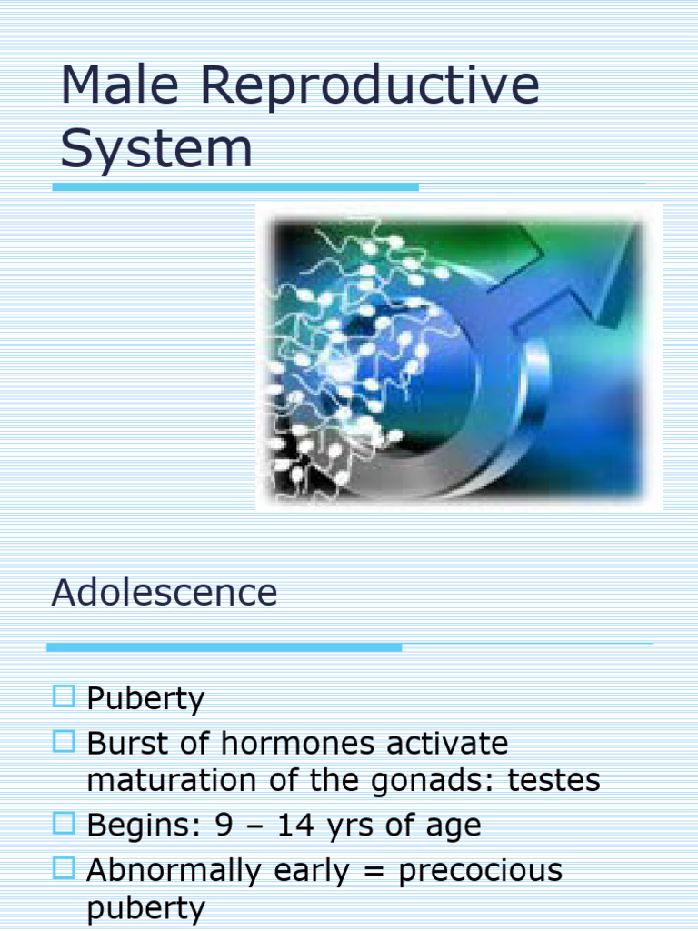 Male Reproductive System | PDF | Testicle | Prostate