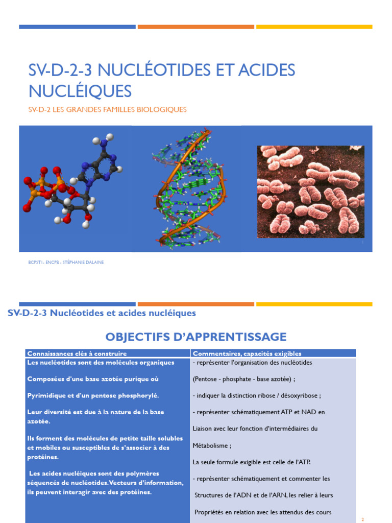 Structure et fonctions des nucléotides | PDF | Nucléotides | Acide ...