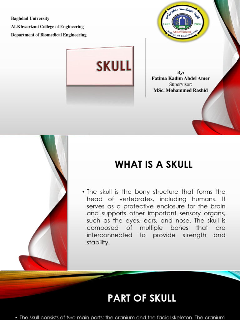 Skull | PDF | Skull | Musculoskeletal System