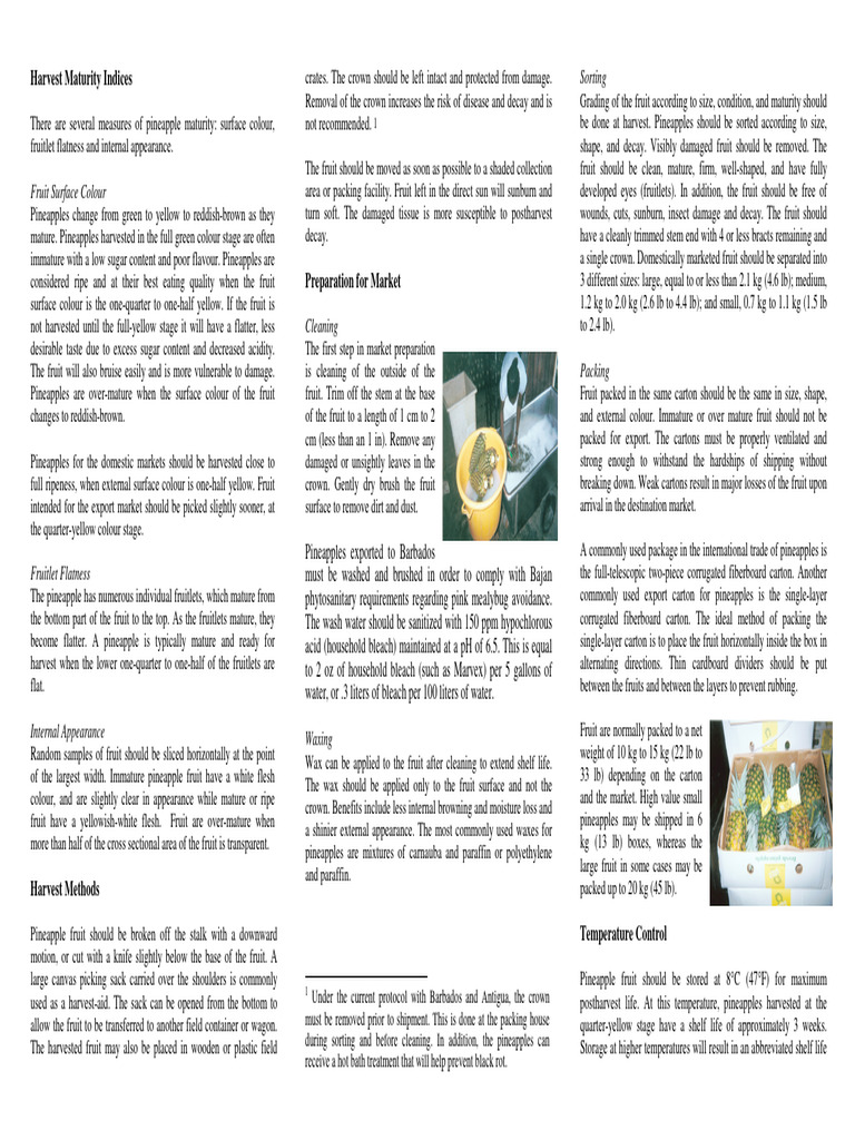 Pineapple Pdf Pineapple Fruit