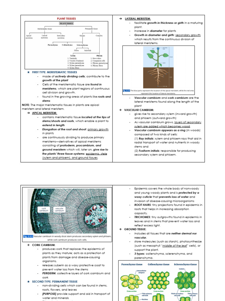 Genbio1 - 2nd Quarter Reviewer | PDF | Meiosis | Cell Membrane