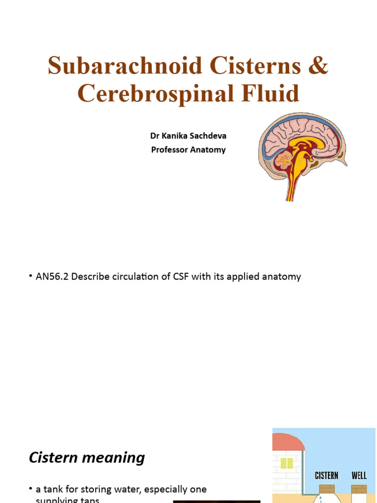 Subarachnoid Cisterns & Cerebrospinal Fluid | PDF | Cerebrospinal Fluid ...