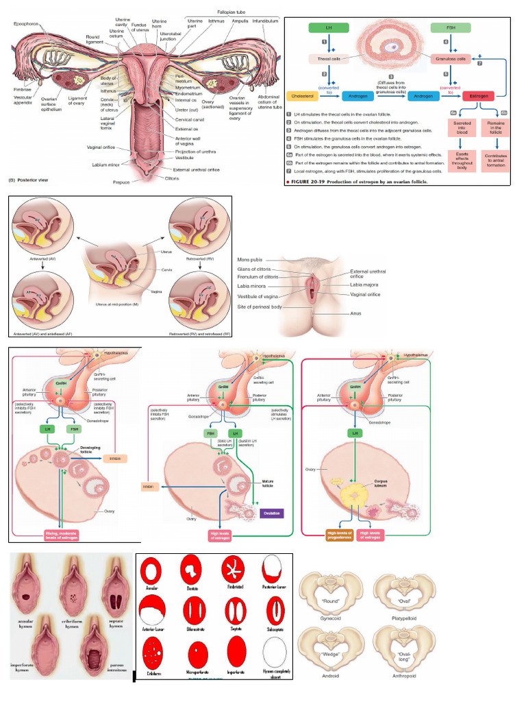 LO Obgyn 1 | PDF
