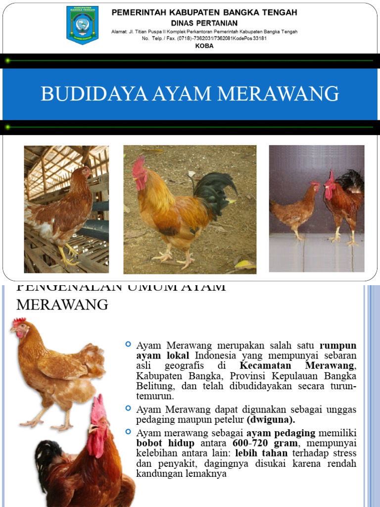 Budidaya Ayam Merawang: Panduan Lengkap | PDF