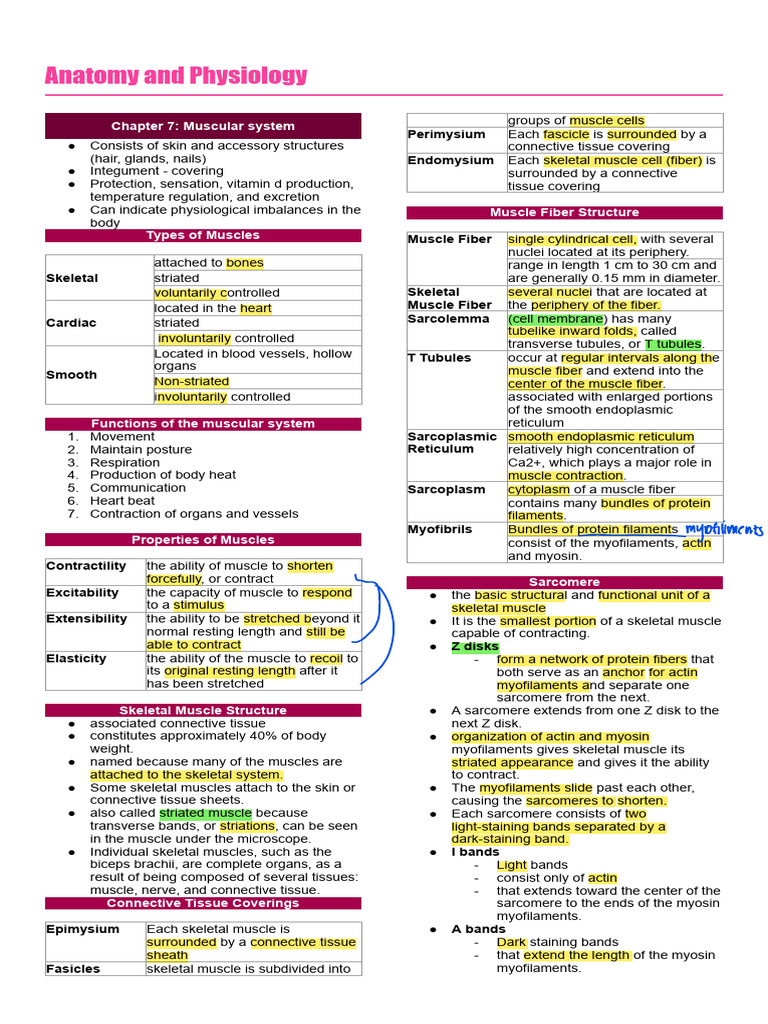 Midterm Reviewer - Google Docs | PDF | Muscle Contraction | Skeletal Muscle