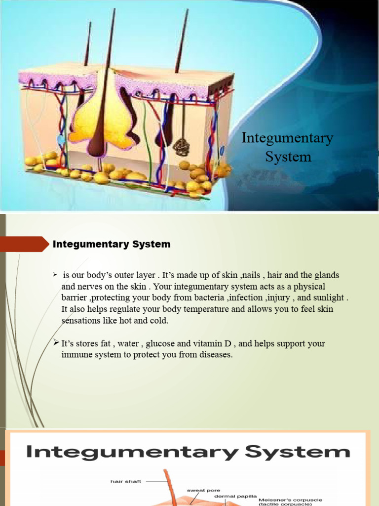 Integumentary System | PDF | Skin | Integumentary System