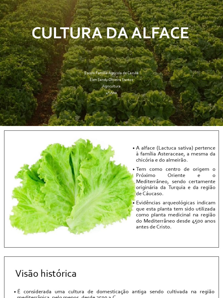 4ºAno_Cultura Da Alface | PDF | Agricultura | Fertilizante