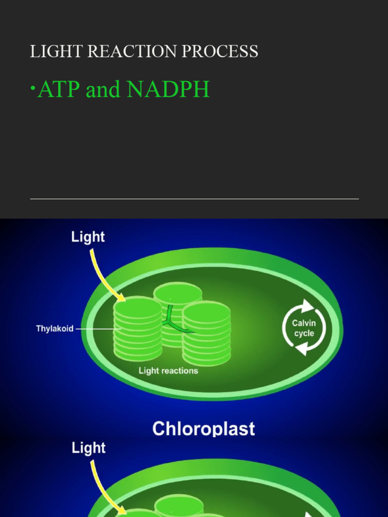 Light Reaction Process | PDF