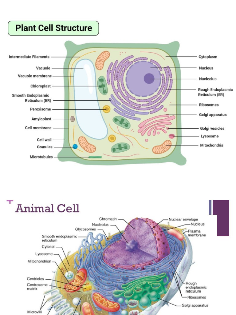 Gen Bio Cell | PDF