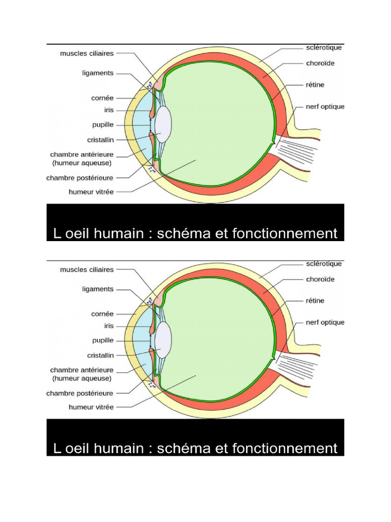SVT Oeil | PDF