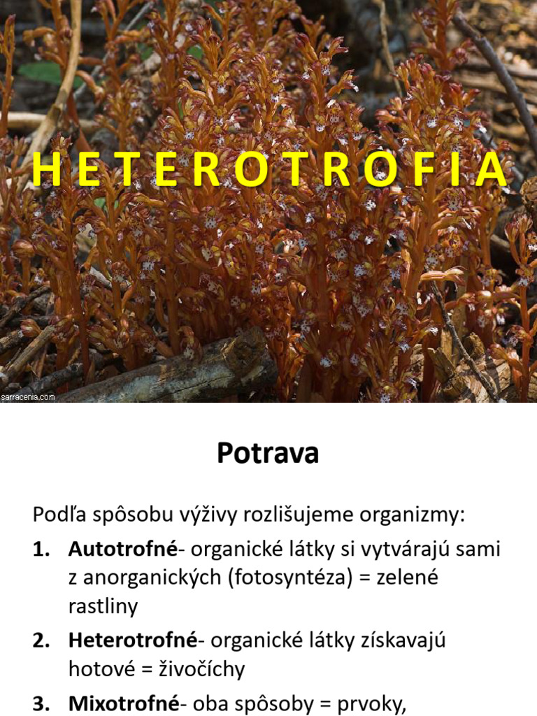 Heterotrofia Saprofytizmus in Vitro | PDF