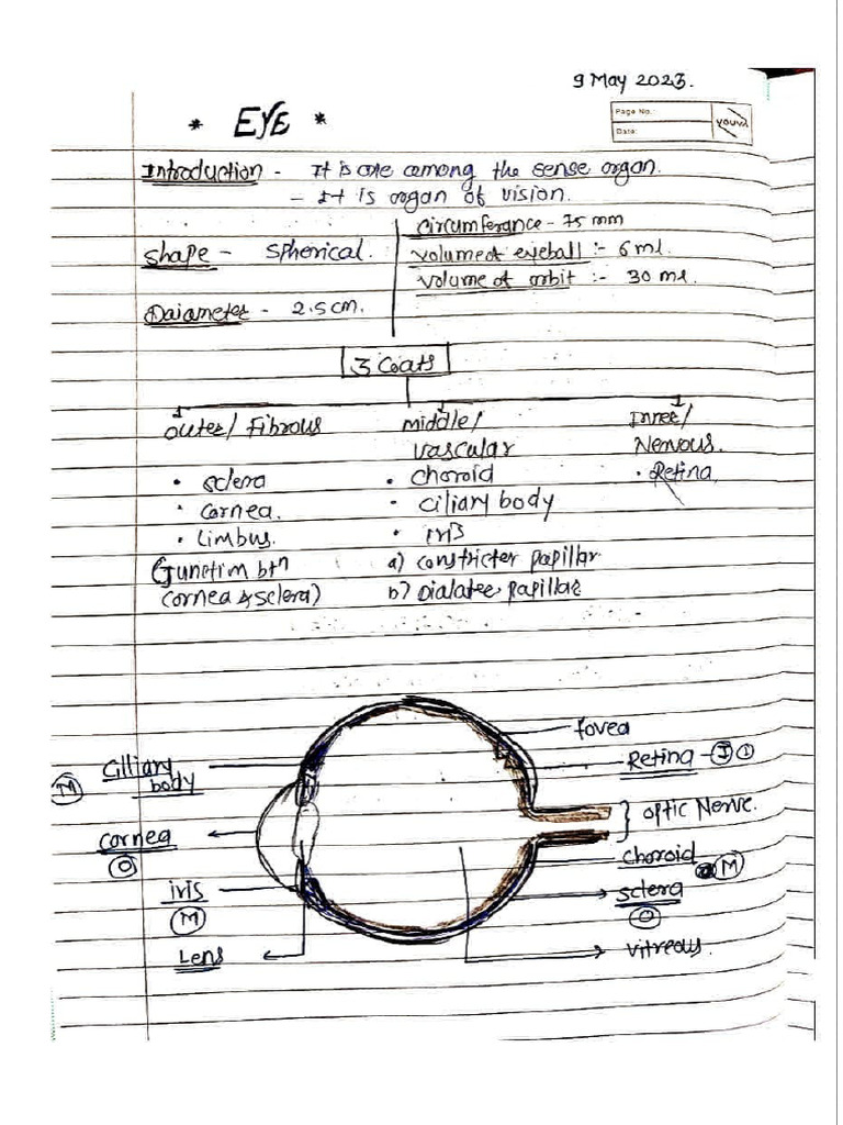 Eye Handwritten Notes | PDF