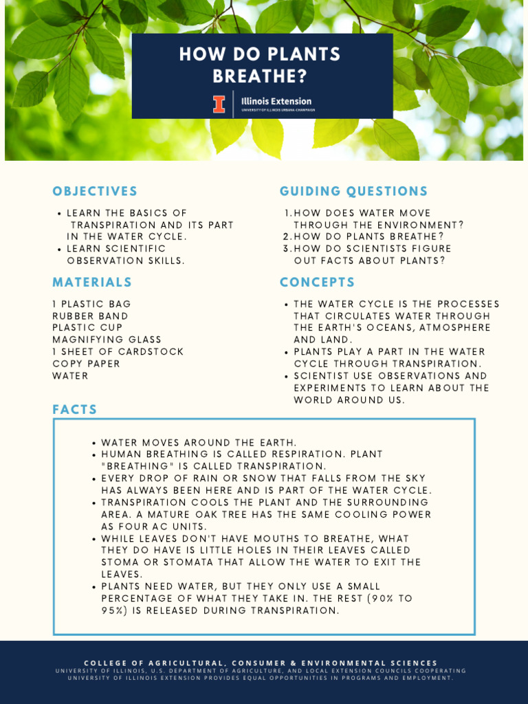 Understanding Plant Transpiration Process | PDF | Water | Stoma