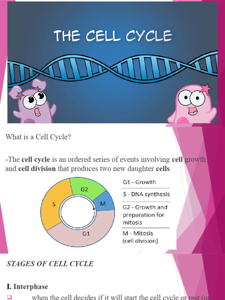 Chapter 2 Cell Cycle 4 | PDF