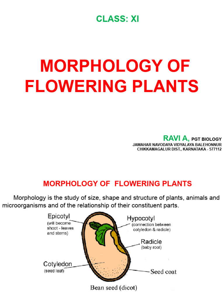 Morphology of Flowering Plants | PDF | Leaf | Petal