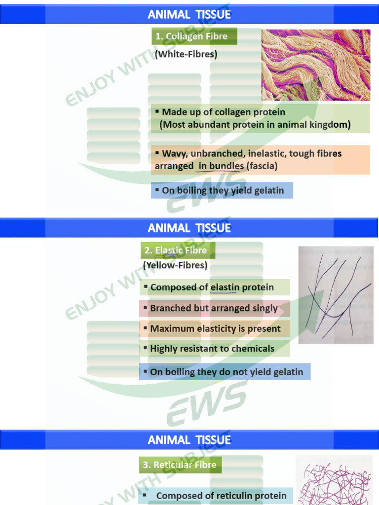 Animal Tissue L3 | PDF | Connective Tissue | Cartilage