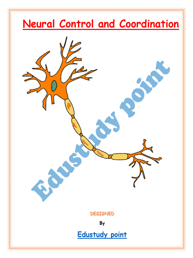 Neural Control and Coordination (Edustudy Point) - Unlocked | PDF | Axon | Neuron