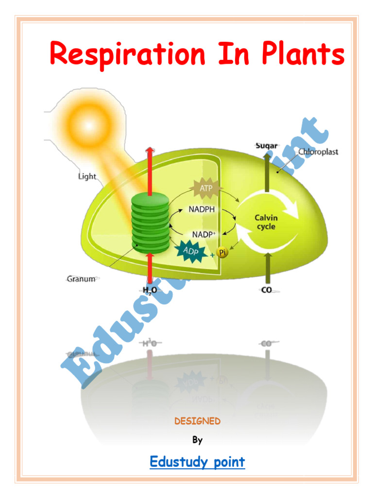 Respiration in plants (Edustudy point)_unlocked | PDF | Cellular ...