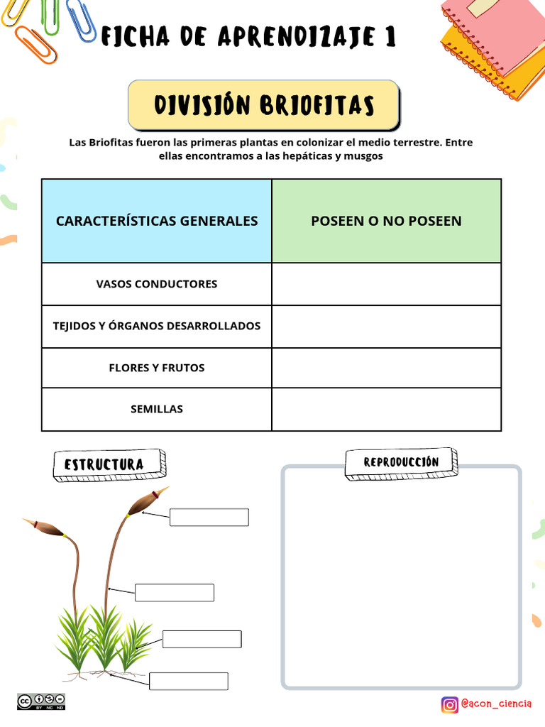 Estaciones de Aprendizaje Clasificación Plantas | PDF | Plantas | Botánica