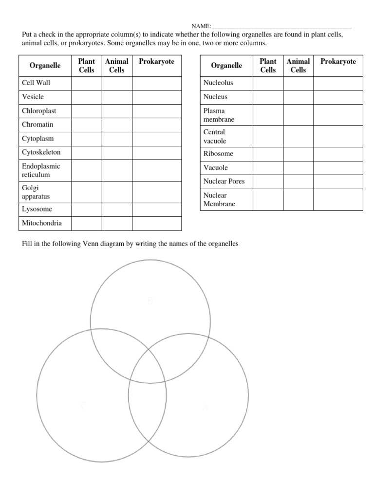 Cell Organelle Review Worksheet 14-15 | PDF