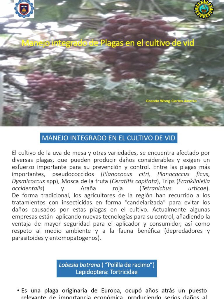 Charla Vid - Virtual | PDF | Insectos