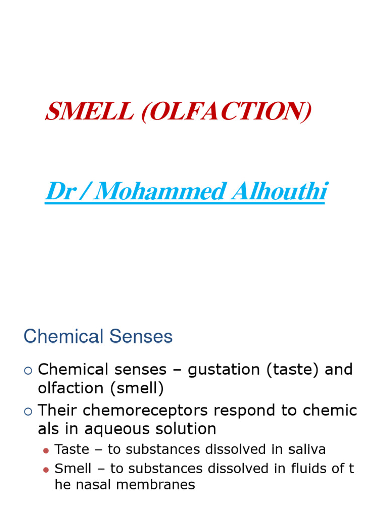 The Sense of Smell - MMO 2023 | PDF | Senses | Olfactory System