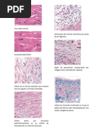 Actualizacion de Protocolos de La Cap | PDF