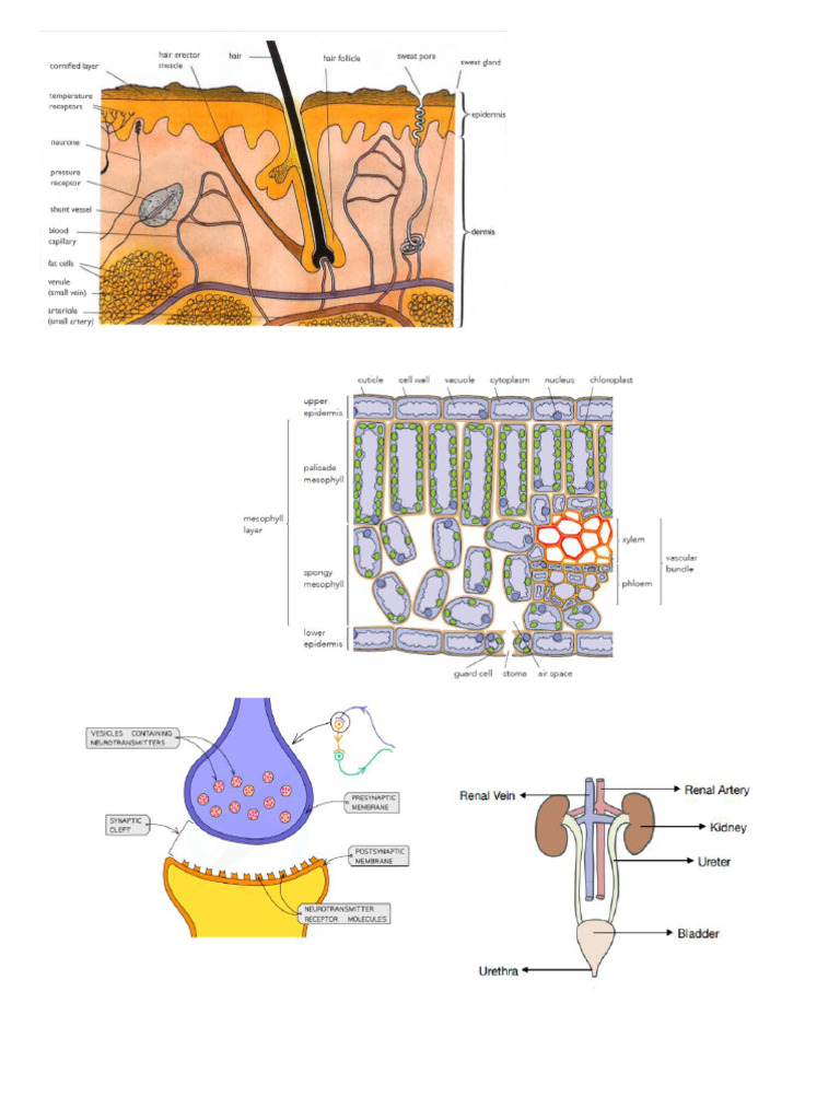 Bio Diagrams | PDF